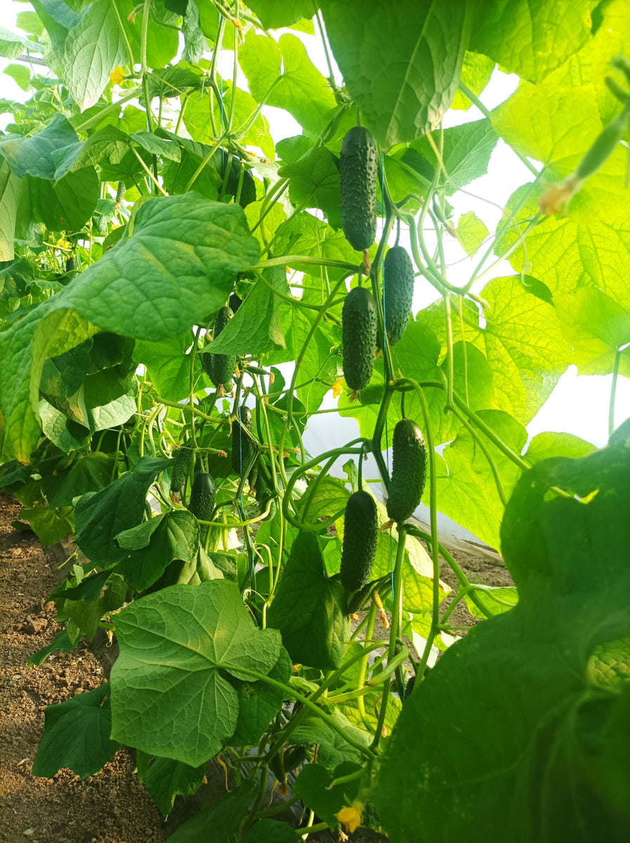 Castraveti Prut F1 100 seminte– seminte-de-legume.ro